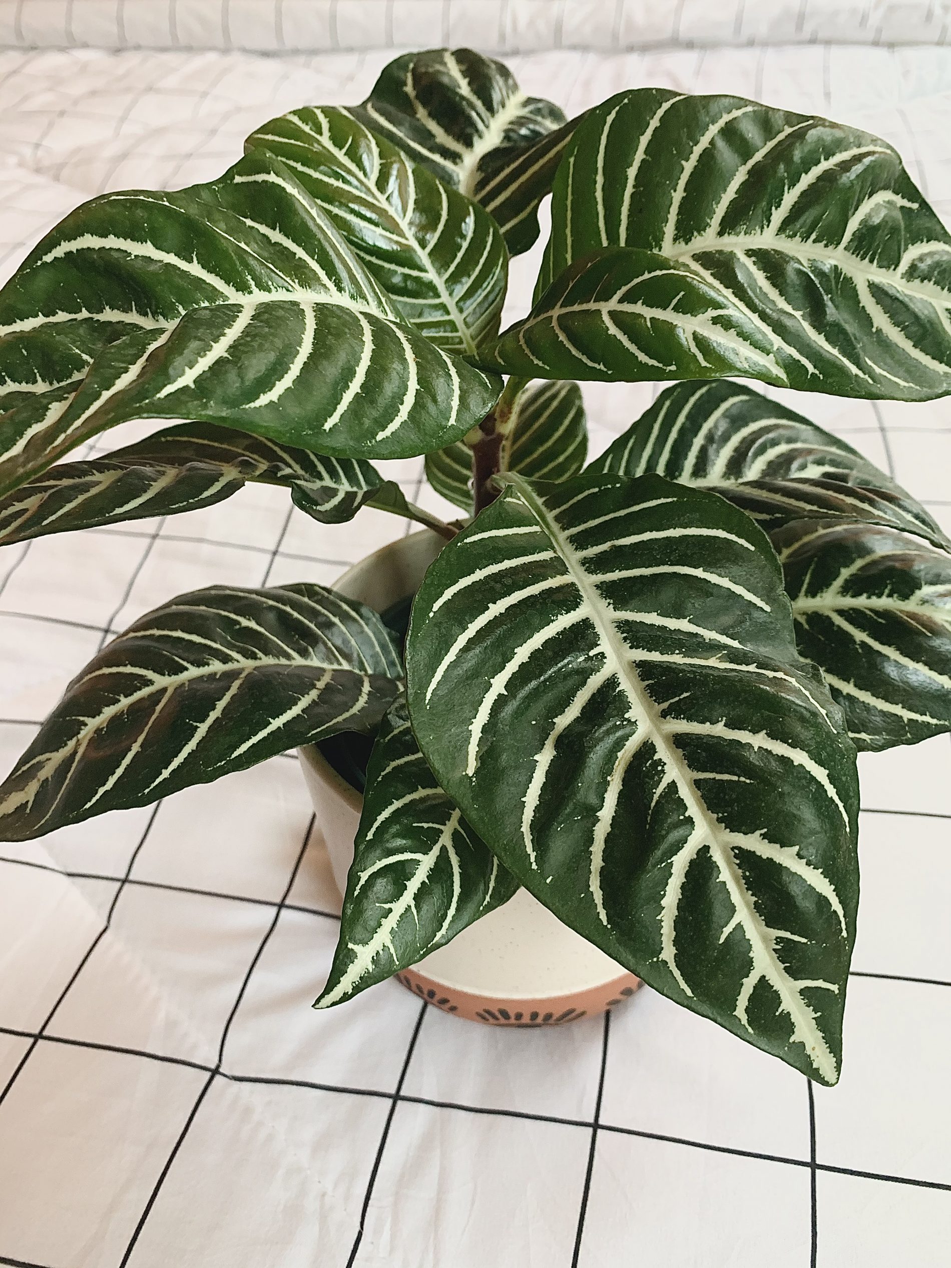 A Simple Guide to Houseplants - GirlSpring